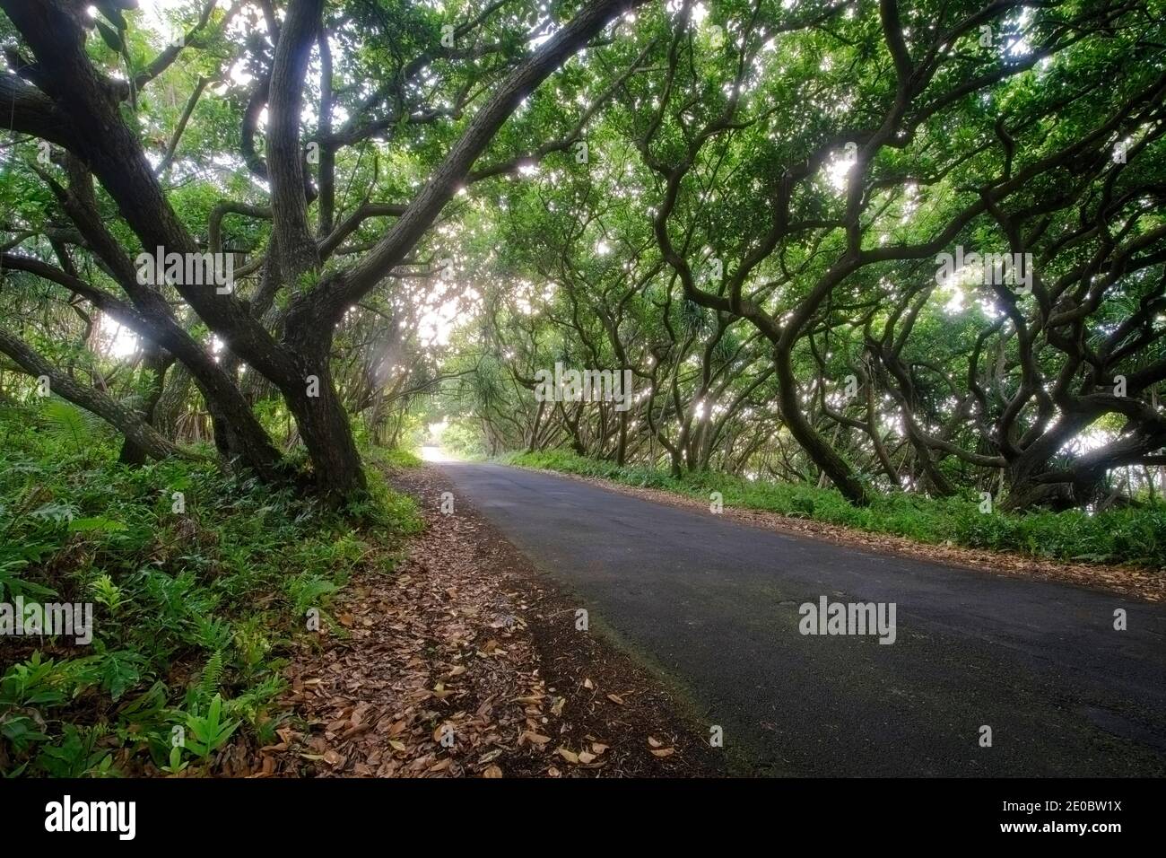 Road through forest tunnel trees hi-res stock photography and images ...