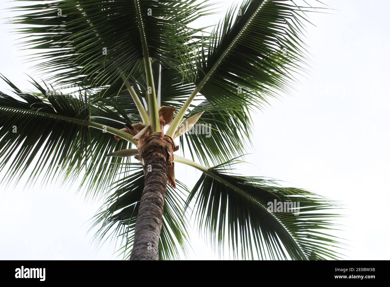 picture of a palm tree taken from the ground Stock Photo - Alamy