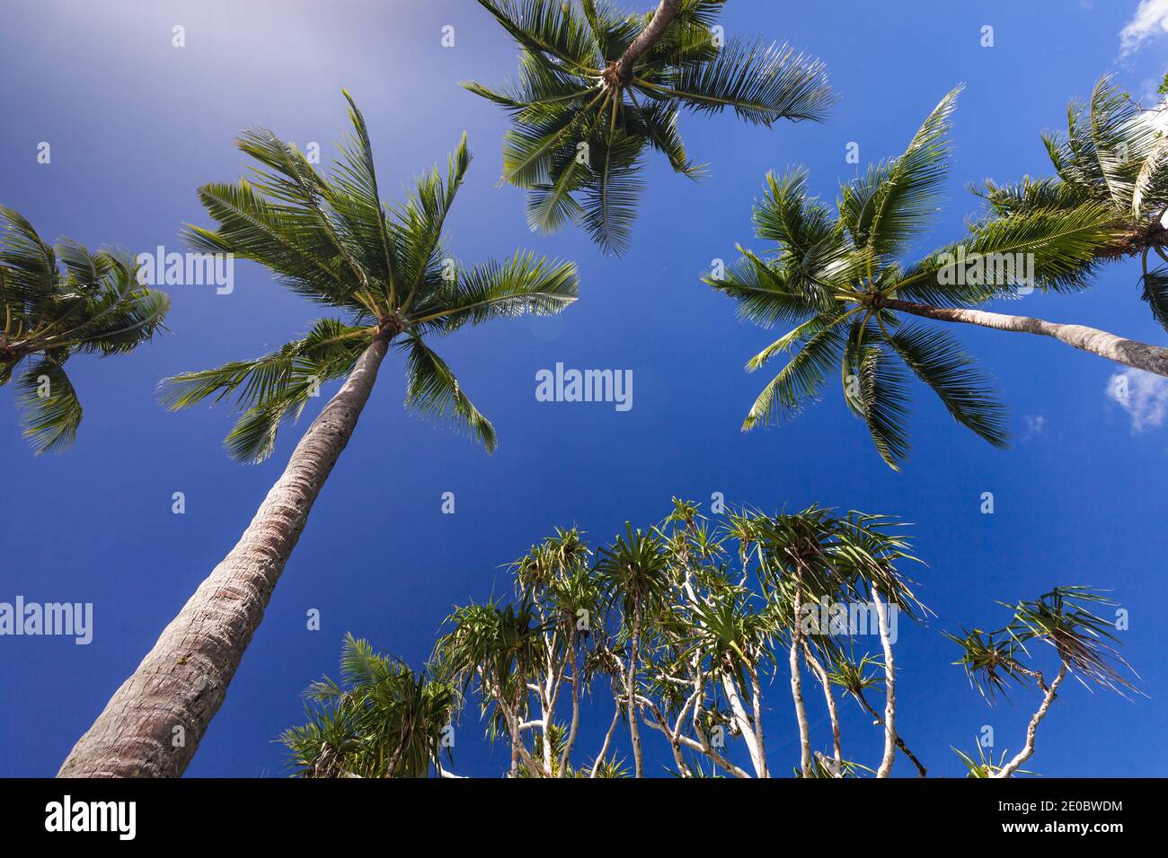 Coconut trees, Palau Pacific Resort, Island of Ngerekebesang,also ...