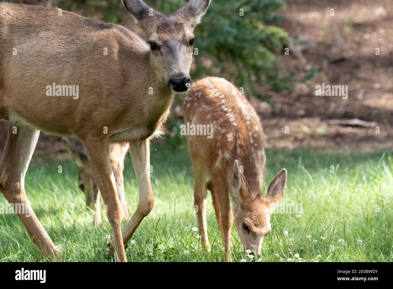 Romania deer hi-res stock photography and images - Alamy