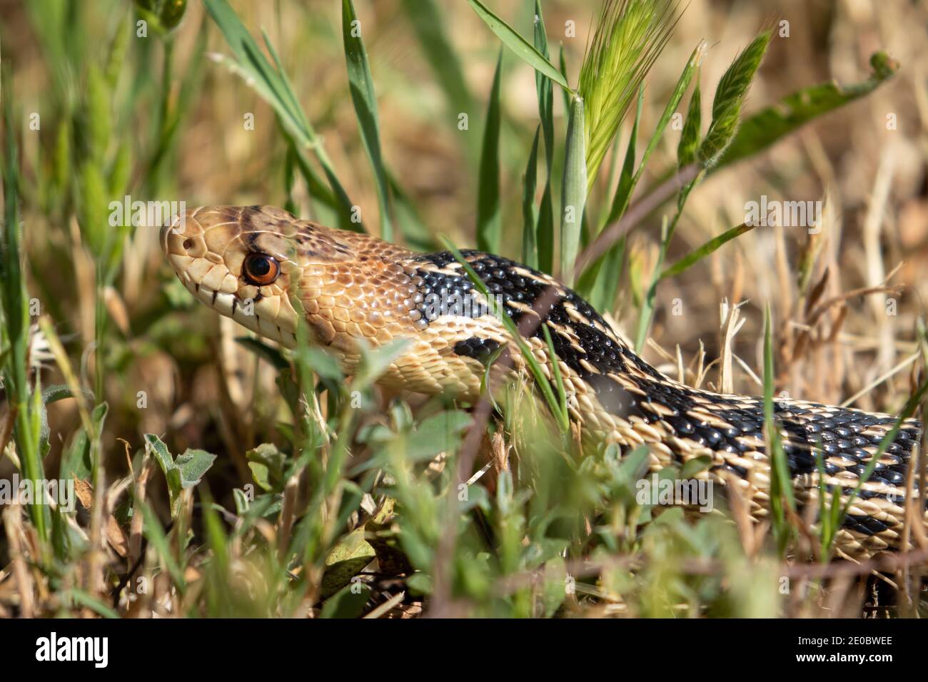 Gopher snake hi-res stock photography and images - Alamy