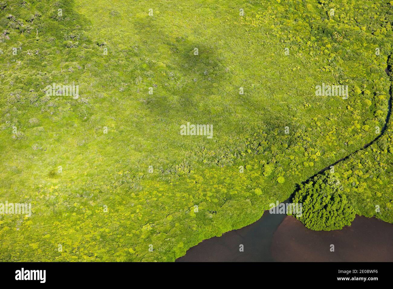 Aerial view of mangrove forest at shoreline, over southern area of ...