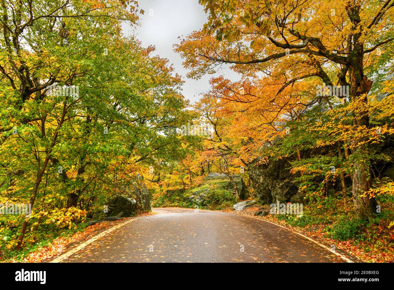 Panoramic view of peak fall foliage in Smugglers Notch, Vermont Stock ...