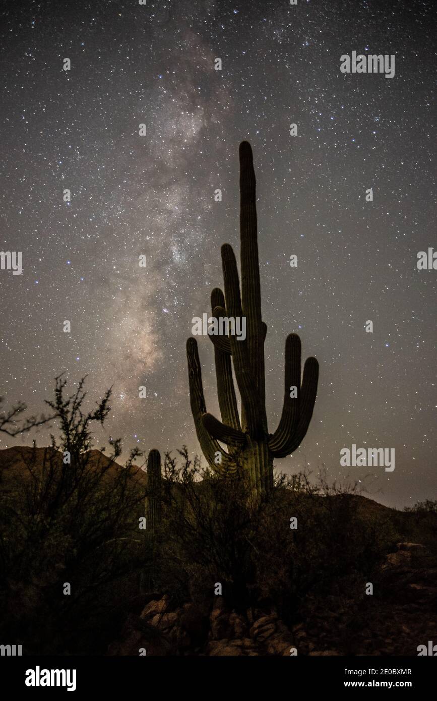 A Saguaro Cactus stands beneath the milky way Stock Photo - Alamy