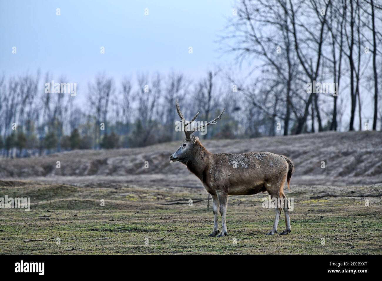 Elaph hi-res stock photography and images - Alamy