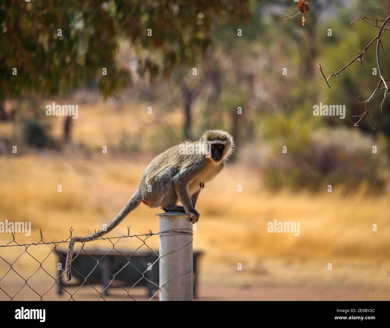 Monkey standing up hi-res stock photography and images - Alamy