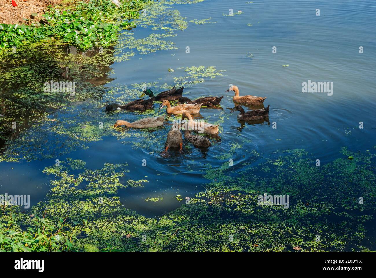 Bangladeshi bird hi-res stock photography and images - Alamy