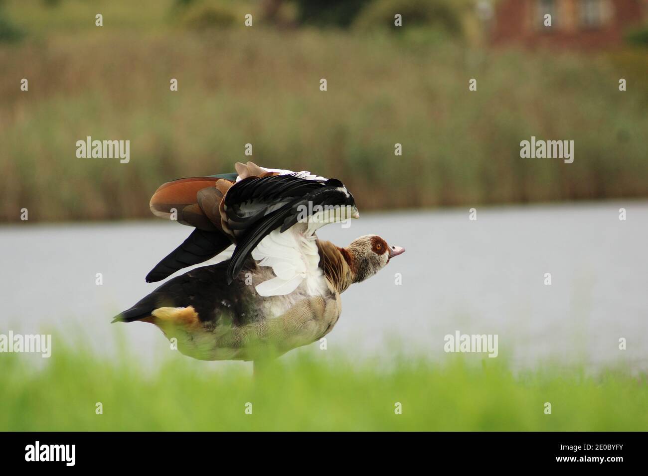 Close up photo of an Egyptian goose preparing to fly over a pond Stock ...