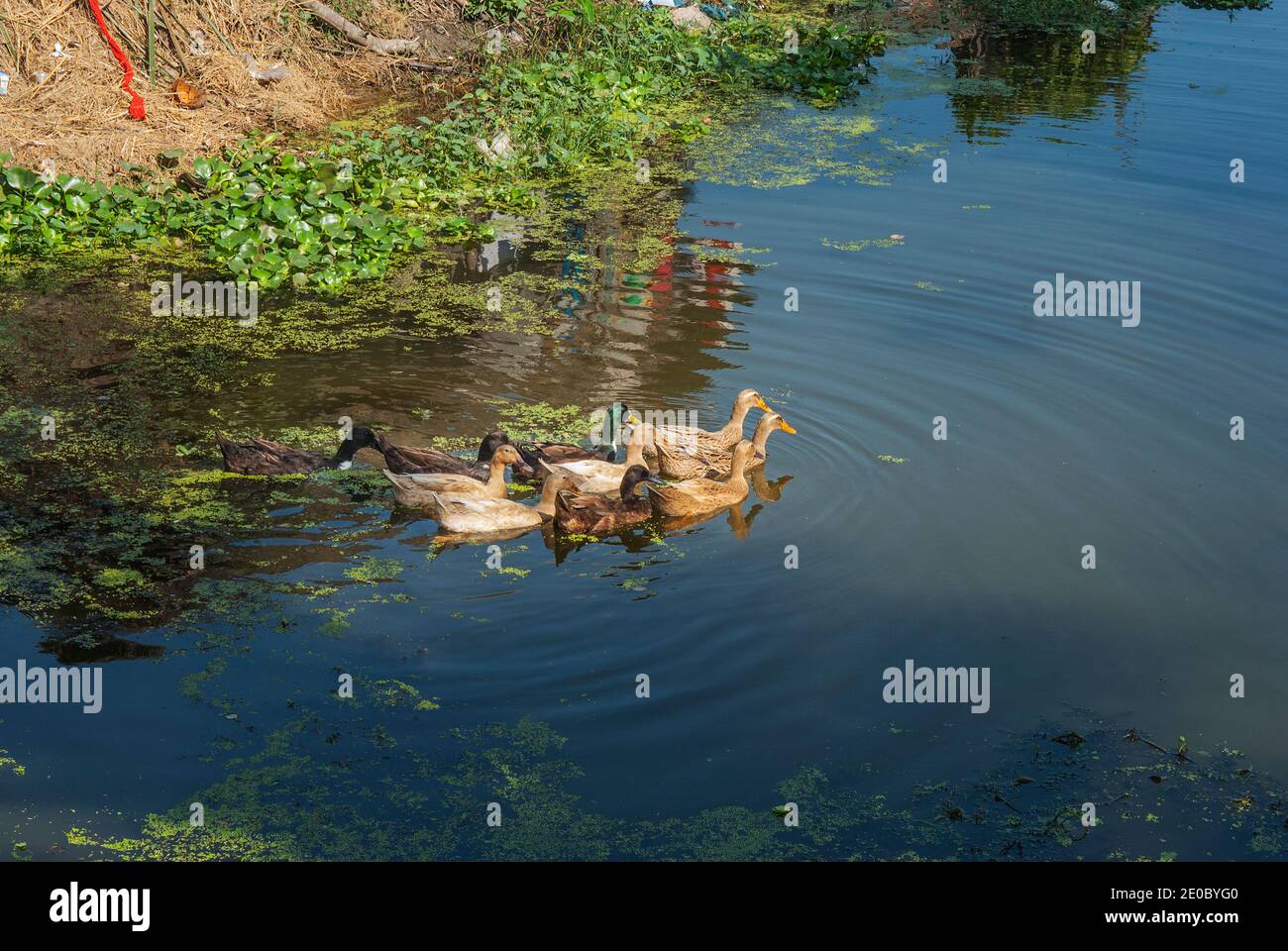 Bangladeshi bird hi-res stock photography and images - Alamy
