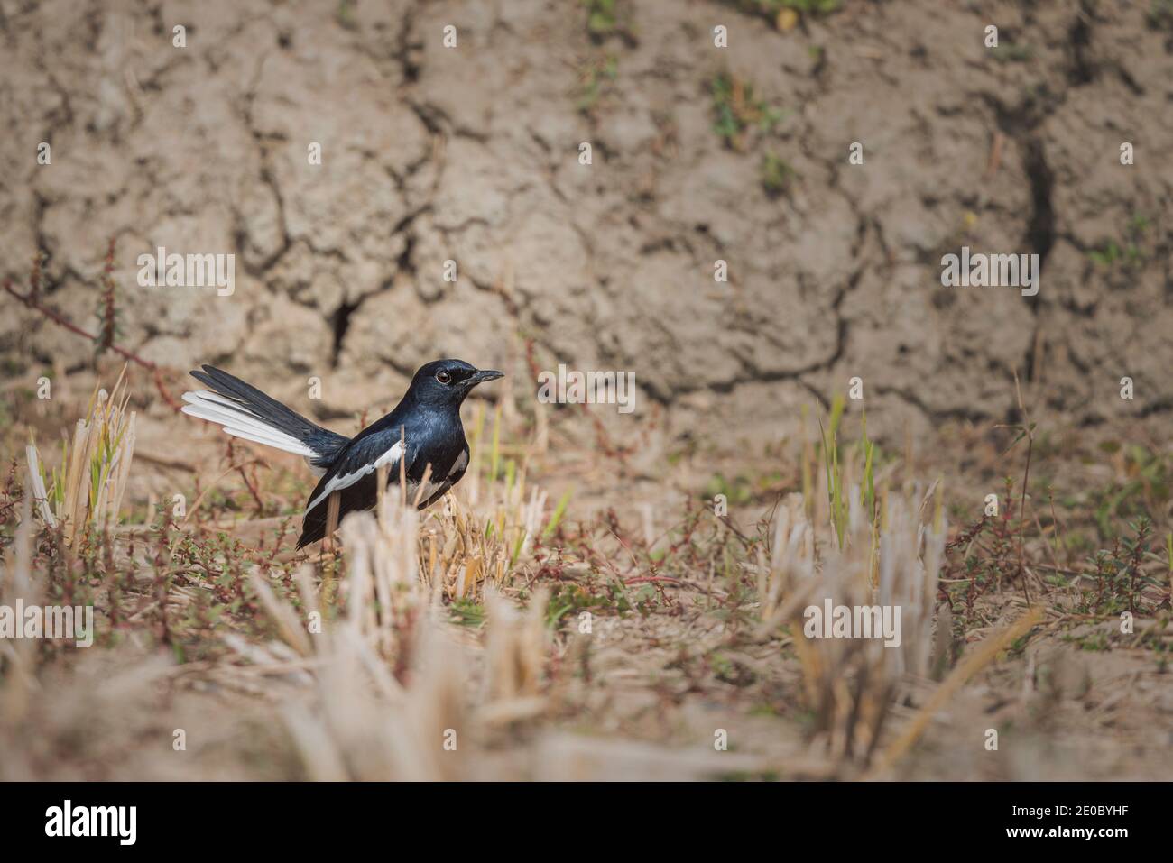 Bangladesh national bird hi-res stock photography and images - Alamy