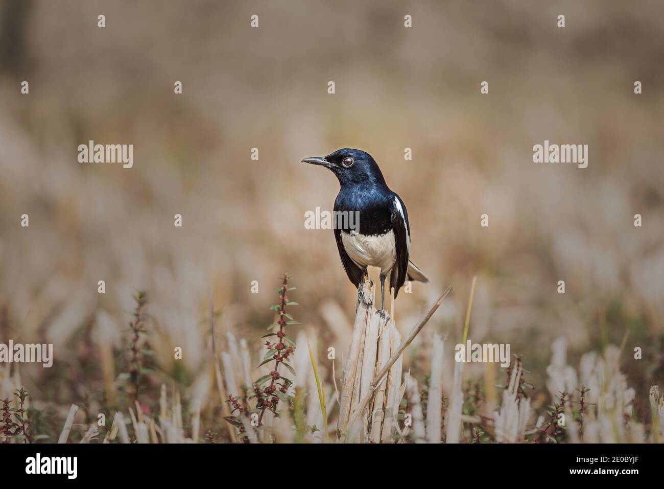 The Magpie Robin (Doyle) birds are the national bird of Bangladesh ...