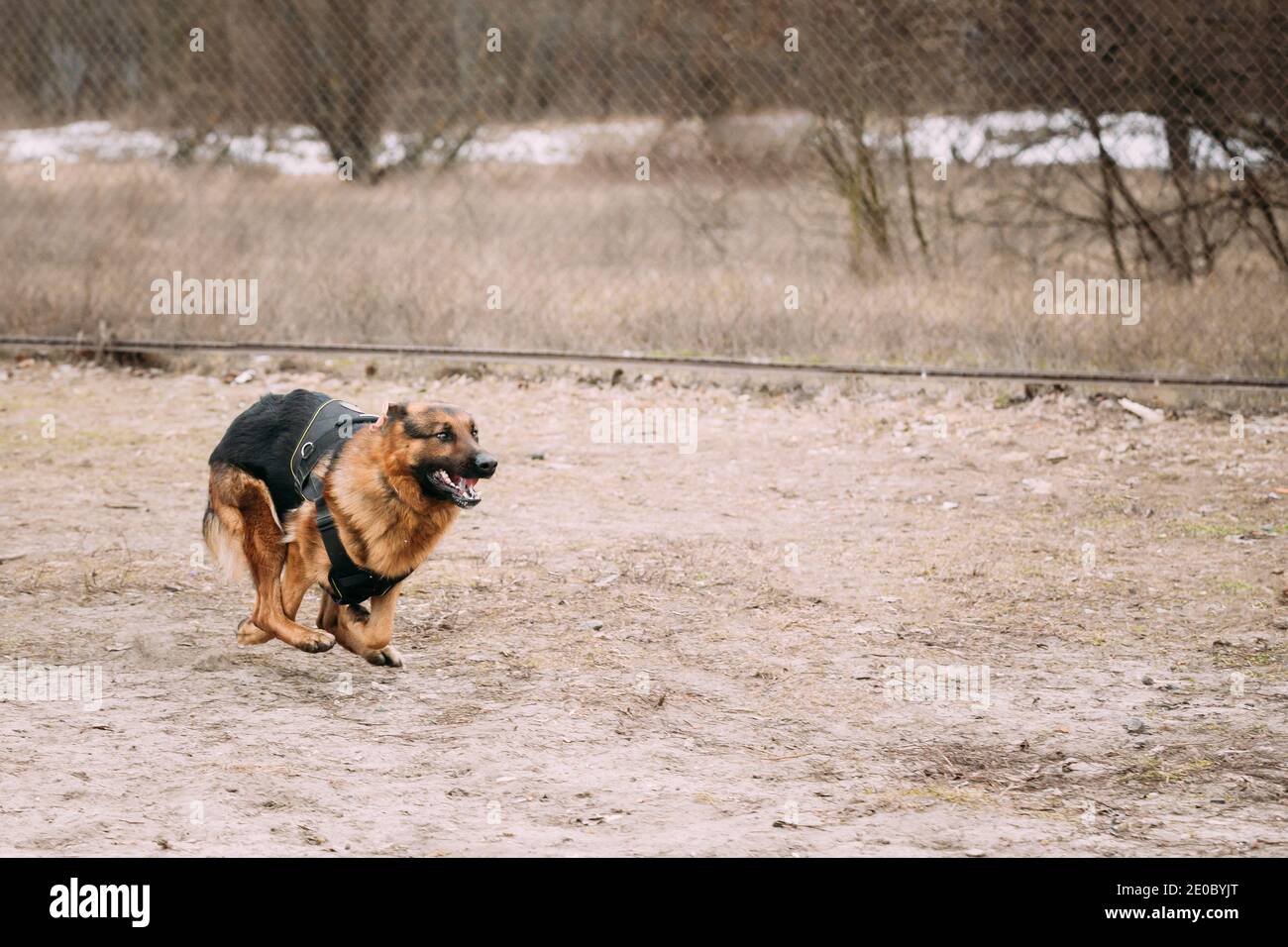 Fast running wolf hi-res stock photography and images - Alamy