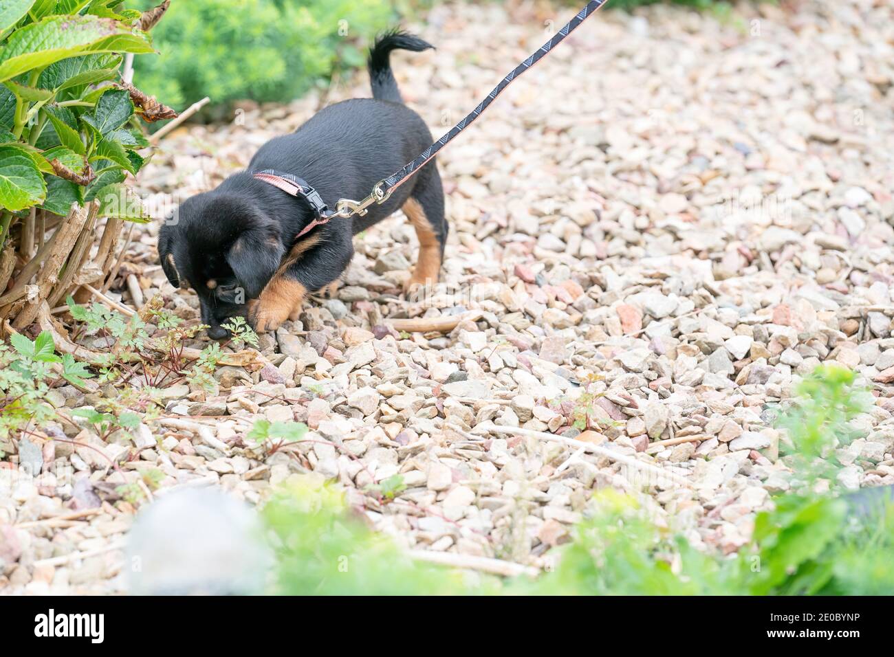 Jack russell terrier puppy, curiously walks on a leash in the gar Stock ...