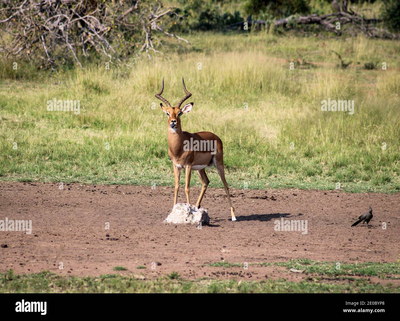Horizontal photo of an impala standing on the grass and looking at the ...