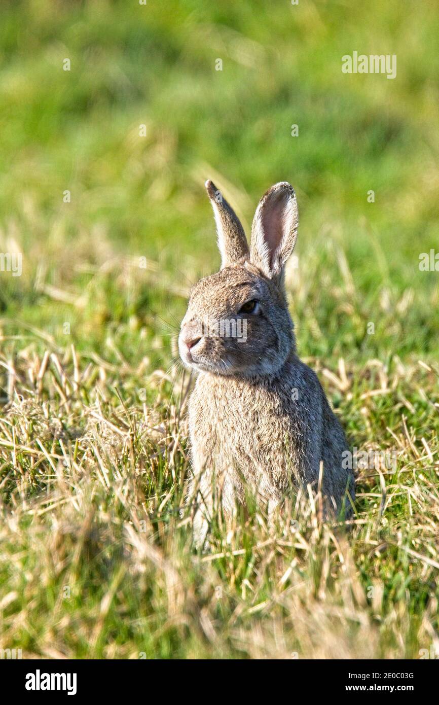 A young wild European Rabbit (Oryctolagus cuniculus), sitting upright ...