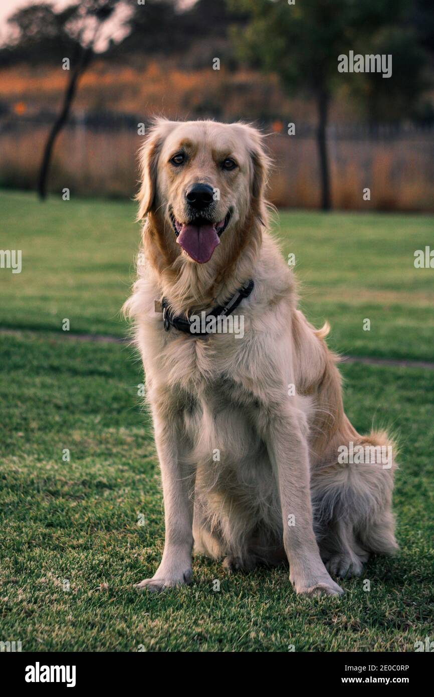 Golden retriever looking camera expression hi-res stock photography and ...