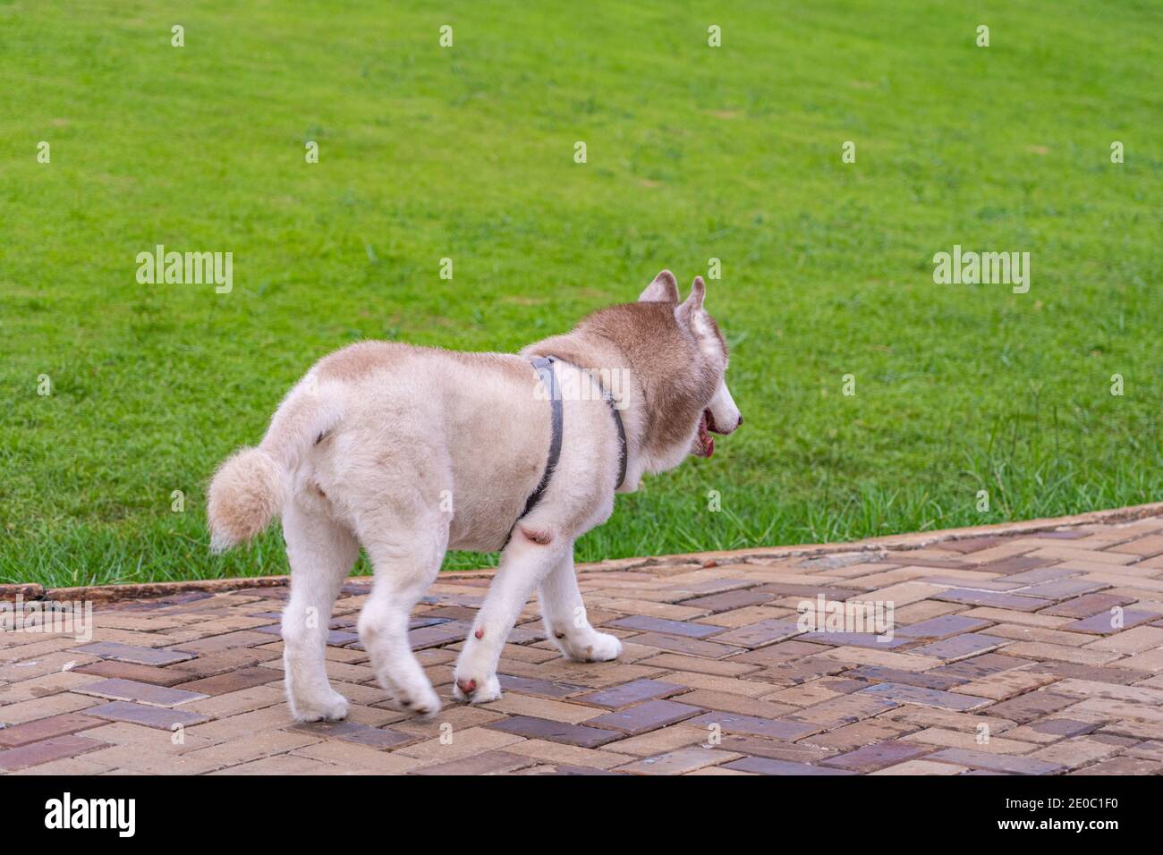 Rear view photo of purebred brown fur Siberian husky dog Stock Photo ...