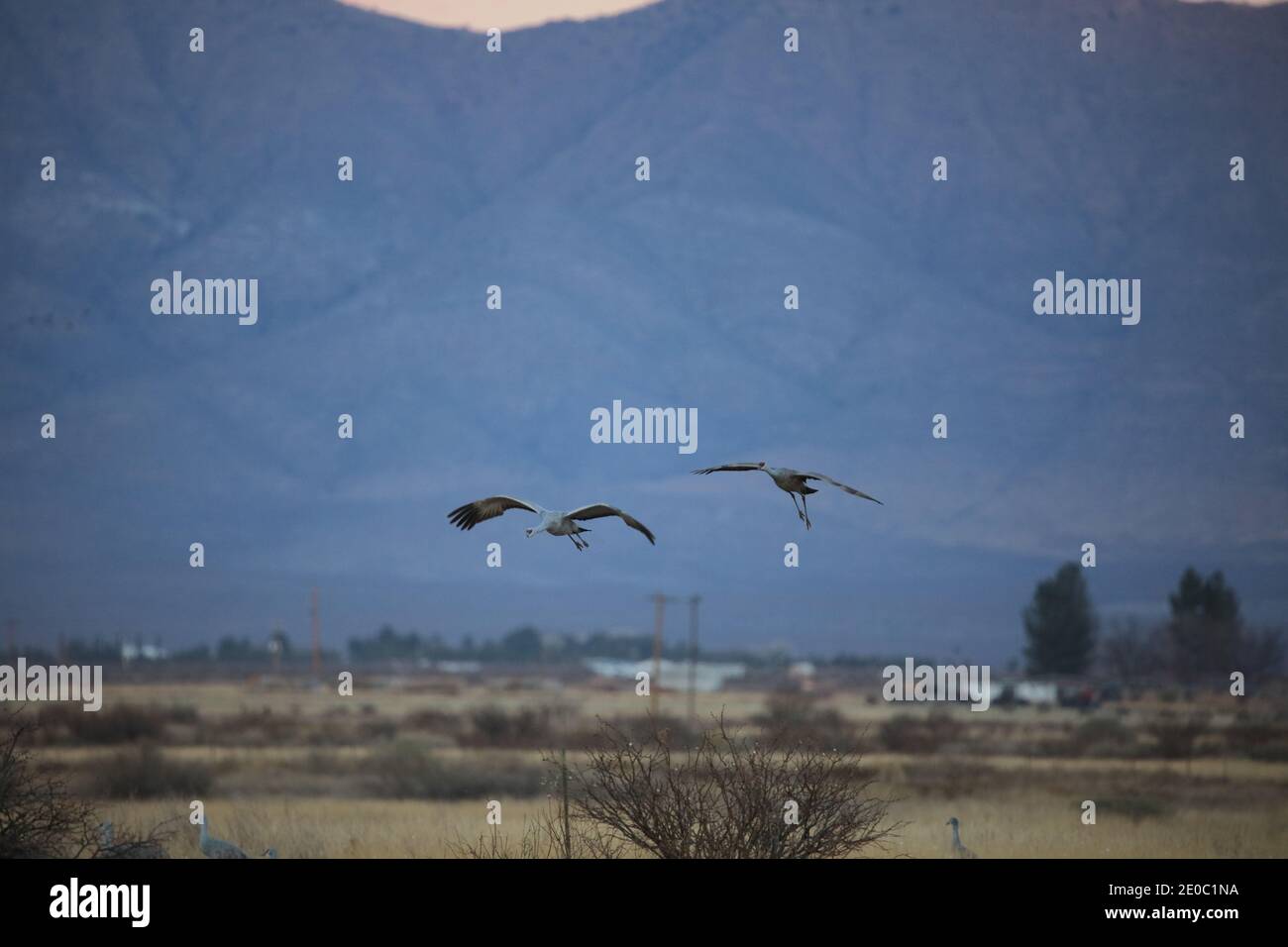 Sandhill Cranes at Whitewater Draw Stock Photo - Alamy