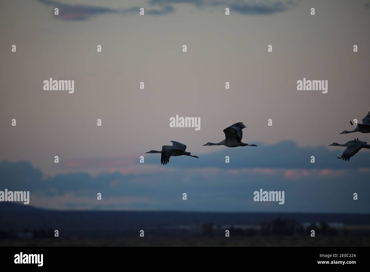 Sandhill Cranes at Whitewater Draw Stock Photo - Alamy