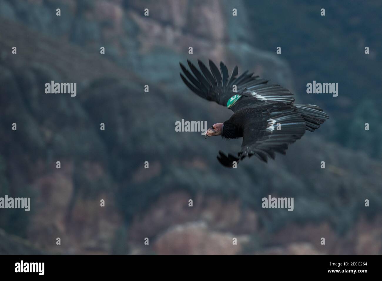 A California condor (Gymnogyps californianus) soaring, their wingspan ...