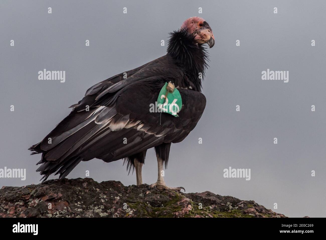 Condors pinnacles hi-res stock photography and images - Alamy