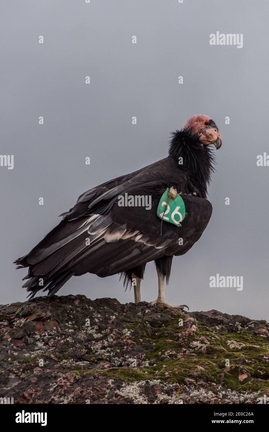 Condors pinnacles hi-res stock photography and images - Alamy