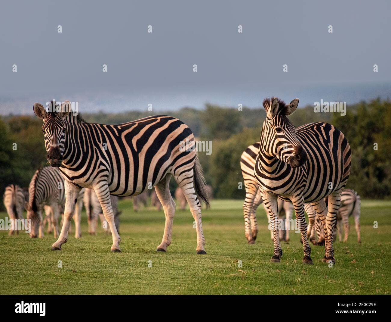 Zebras Running Wallpaper