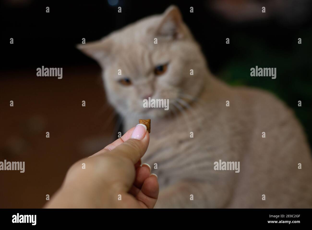unfocused red British cat looks at a pad of dry food on the fingers of ...