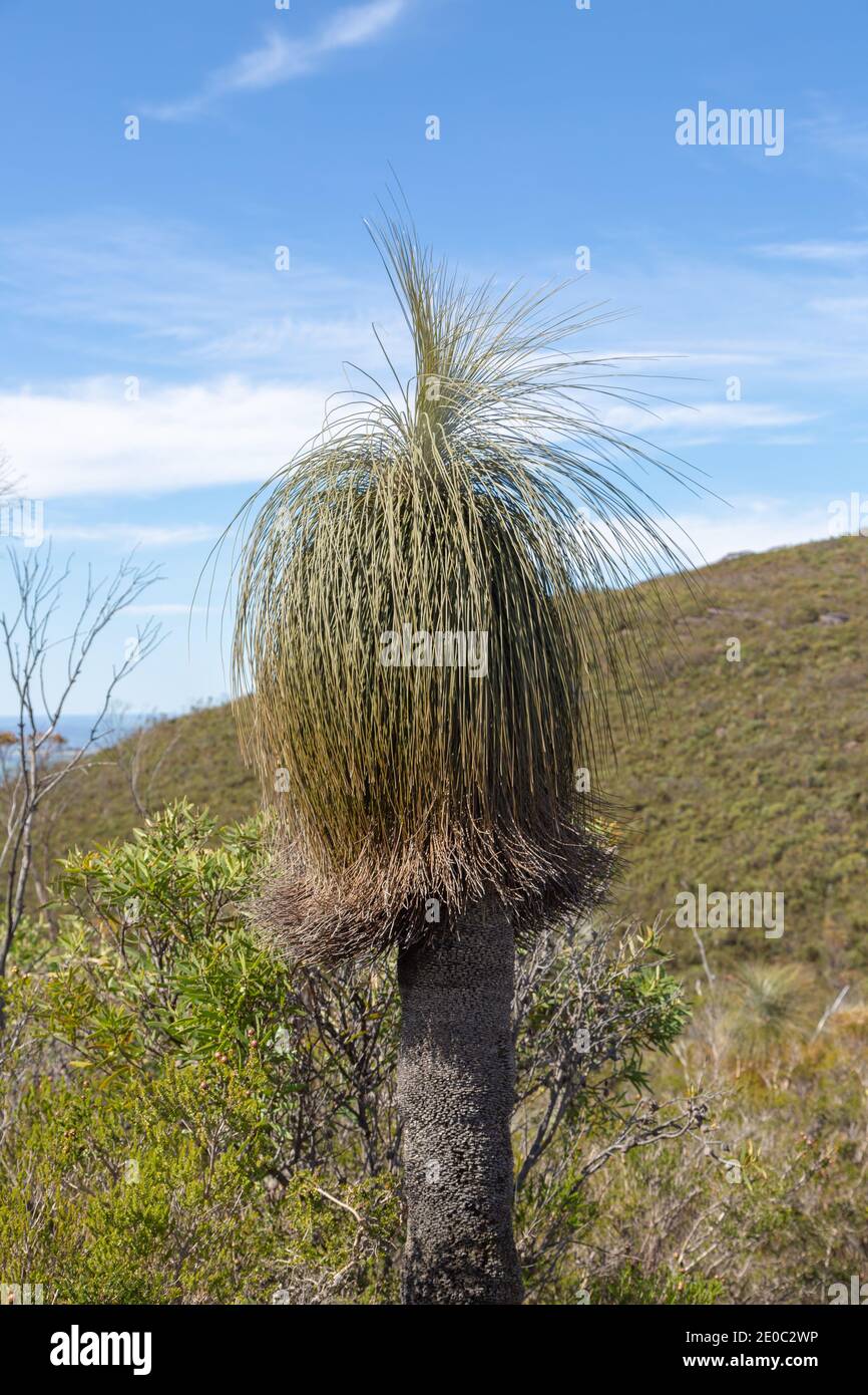 Grass Tree (Xanthorrhoea sp.) on a mountain top in the Stirling Range ...