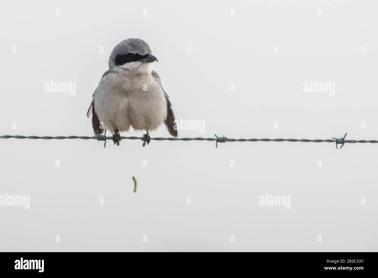 A loggerhead shrike bird (Lanius ludovicianus) poops as its sits on a ...