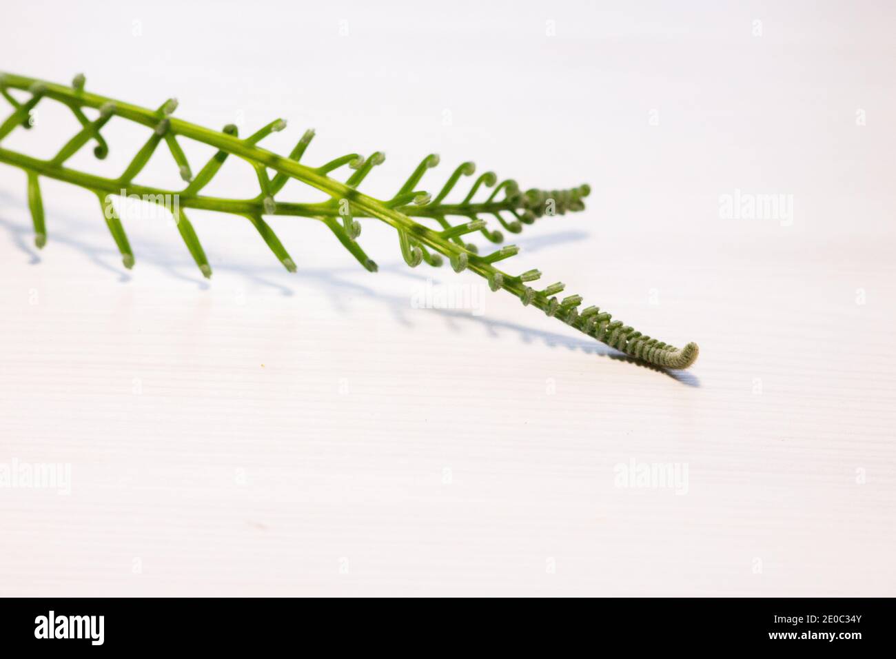 Tropical sago palm leaf. Curly buds of a cycad Japanese sago palm Stock ...