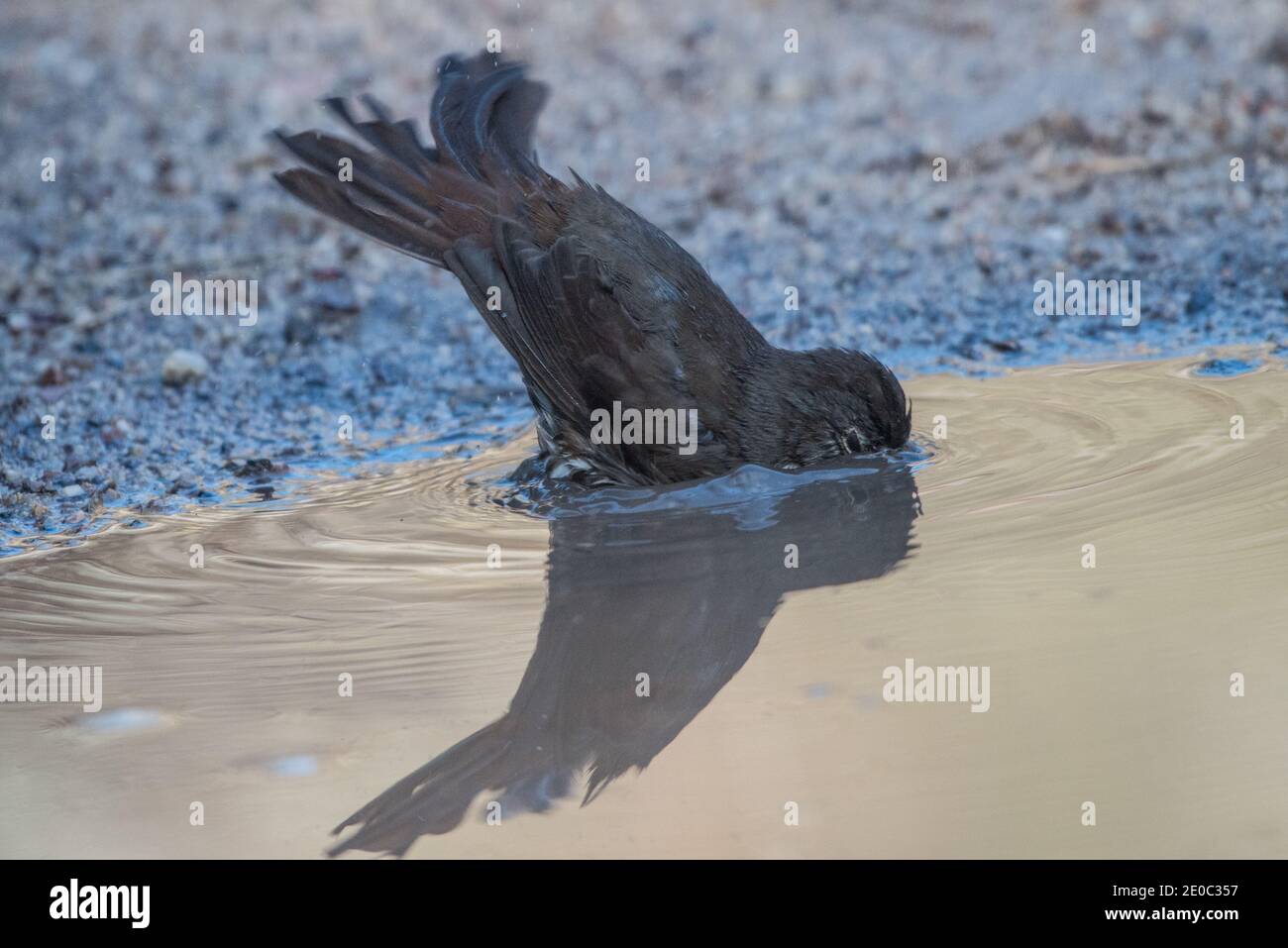 A Fox sparrow (Passerella iliaca) bathing in a puddle forming a natural ...