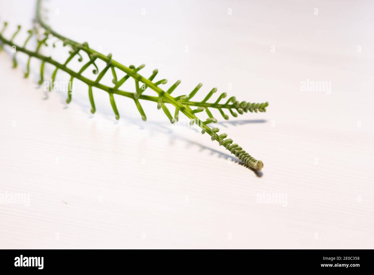 Tropical sago palm leaf. Curly buds of a cycad Japanese sago palm Stock ...