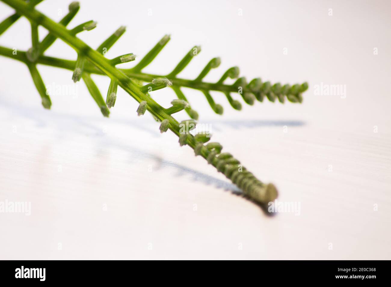 Tropical sago palm leaf. Curly buds of a cycad Japanese sago palm Stock ...