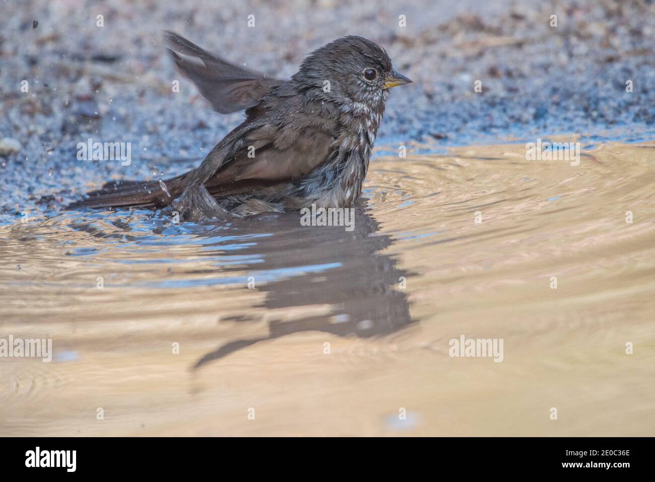 A Fox sparrow (Passerella iliaca) bathing in a puddle forming a natural ...