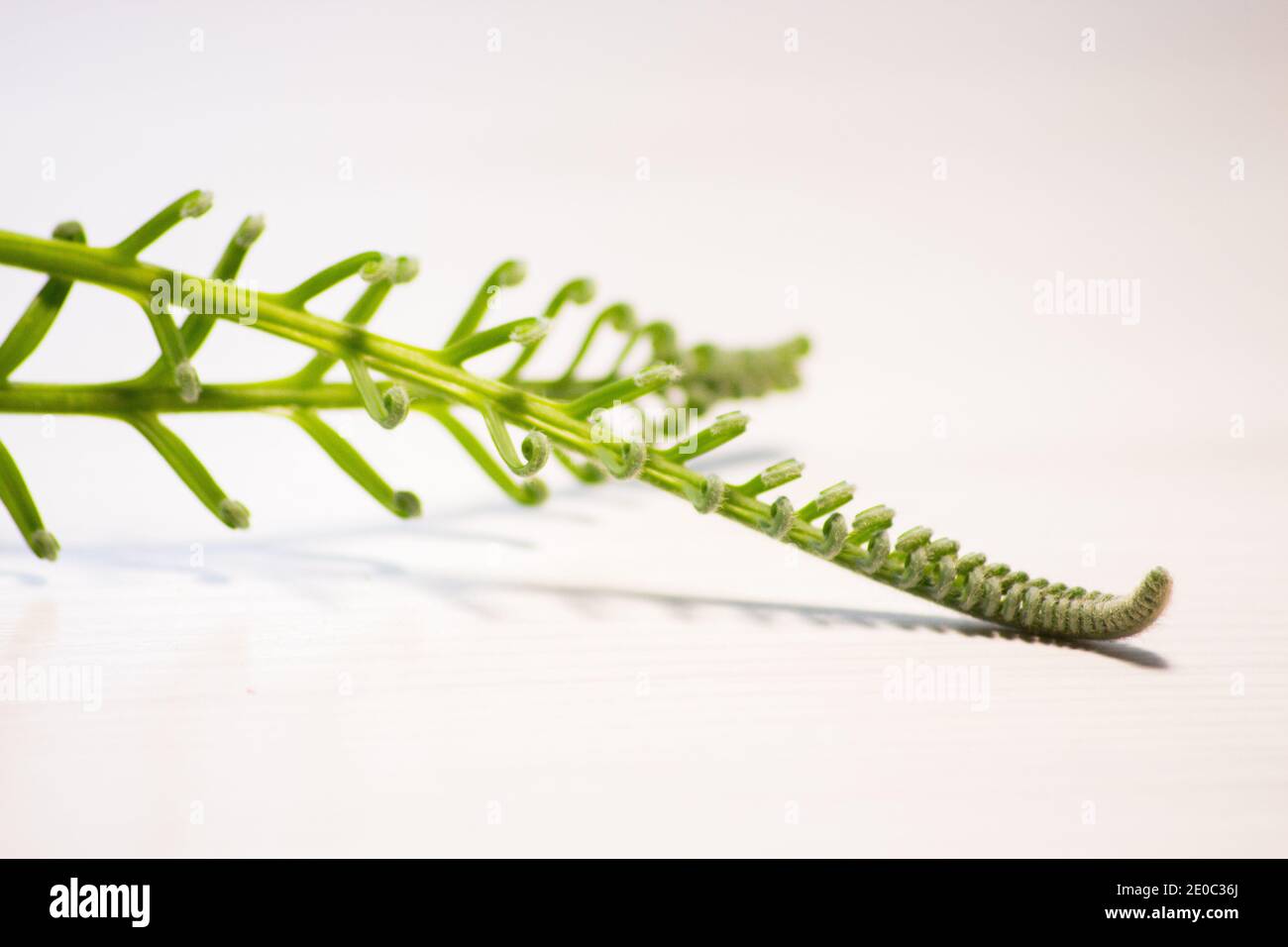 Tropical sago palm leaf. Curly buds of a cycad Japanese sago palm Stock ...