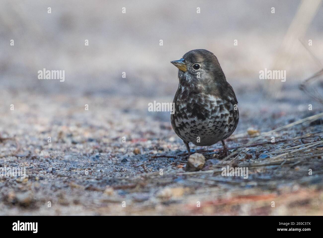Thick billed fox sparrow hi-res stock photography and images - Alamy