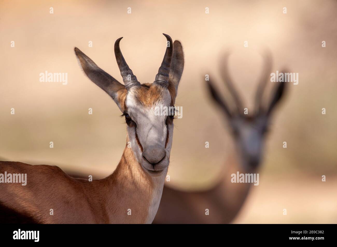 Springbok lying down hi-res stock photography and images - Alamy