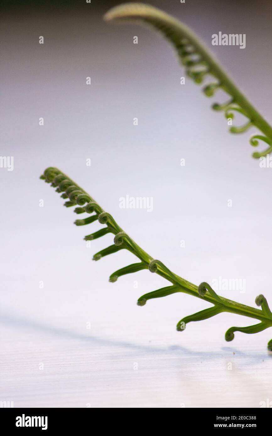 Tropical sago palm leaf. Curly buds of a cycad Japanese sago palm Stock ...