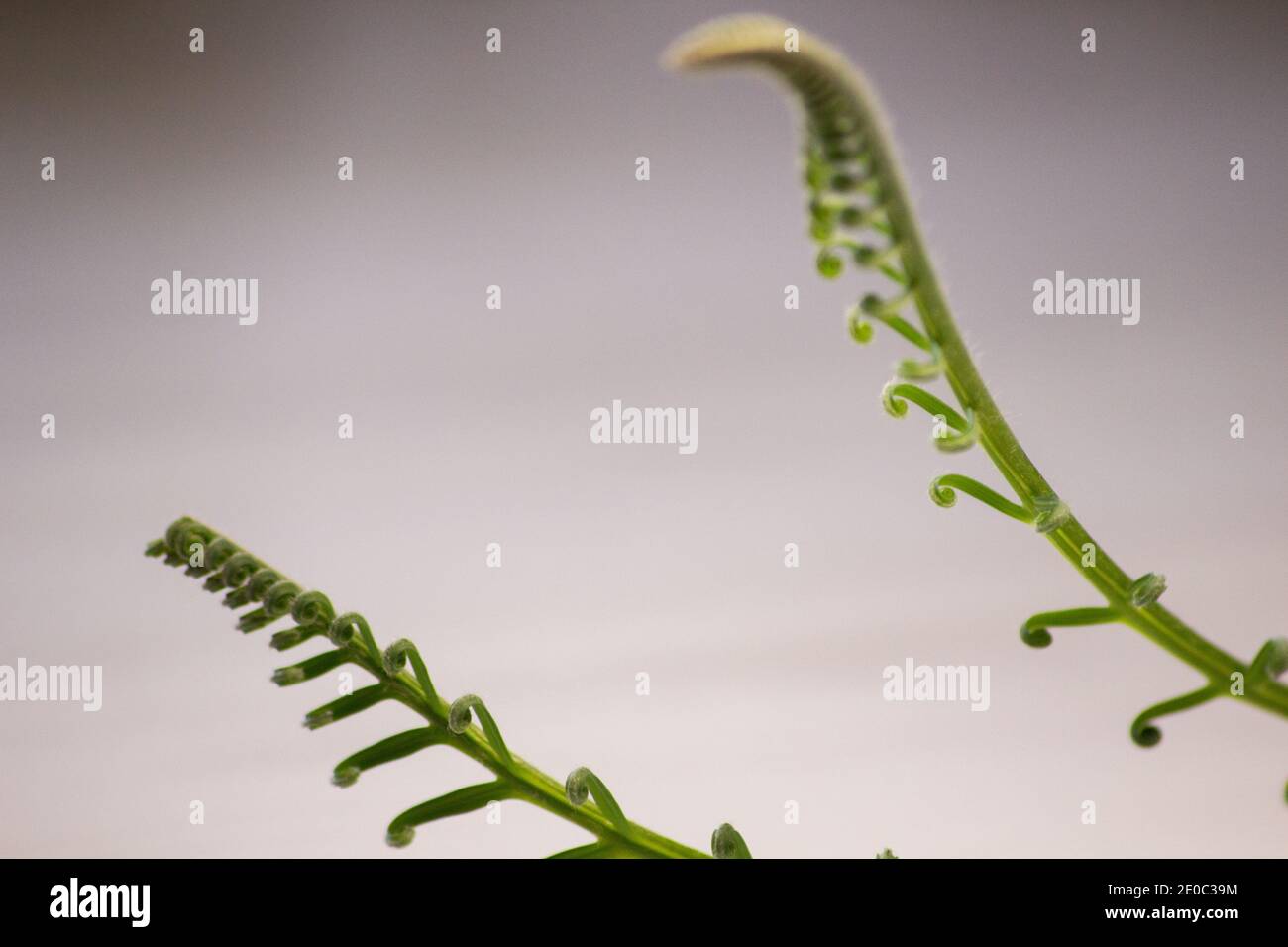 Tropical sago palm leaf. Curly buds of a cycad Japanese sago palm Stock ...