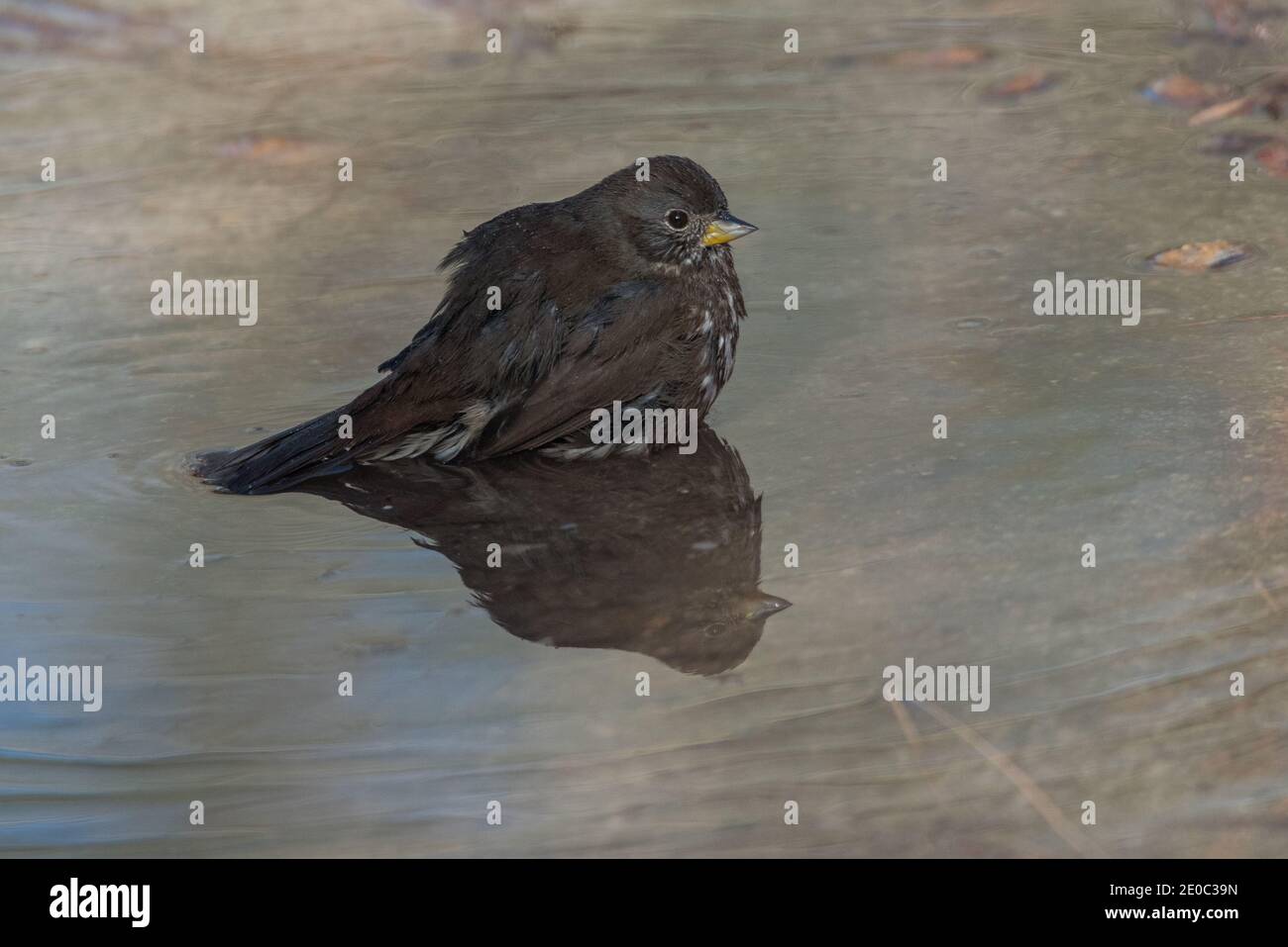 A Fox sparrow (Passerella iliaca) bathing in a puddle forming a natural ...
