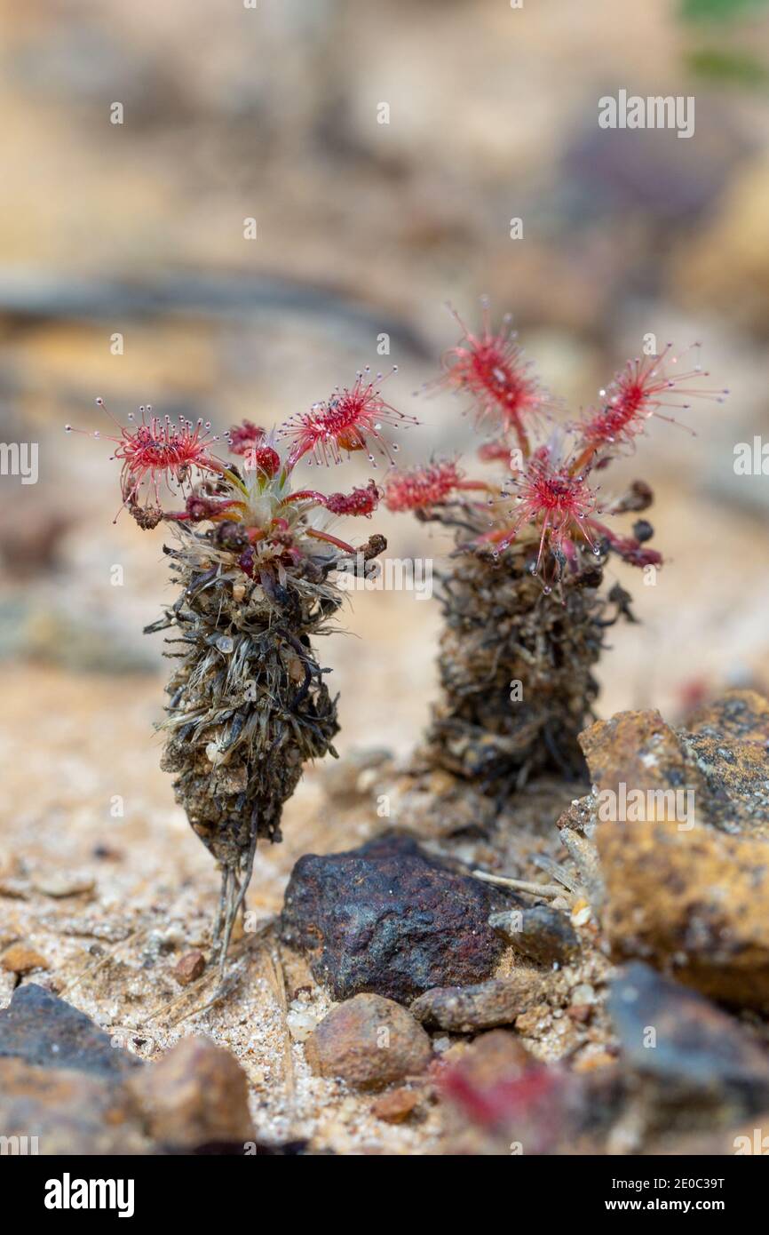 Australian sundew hi-res stock photography and images - Alamy