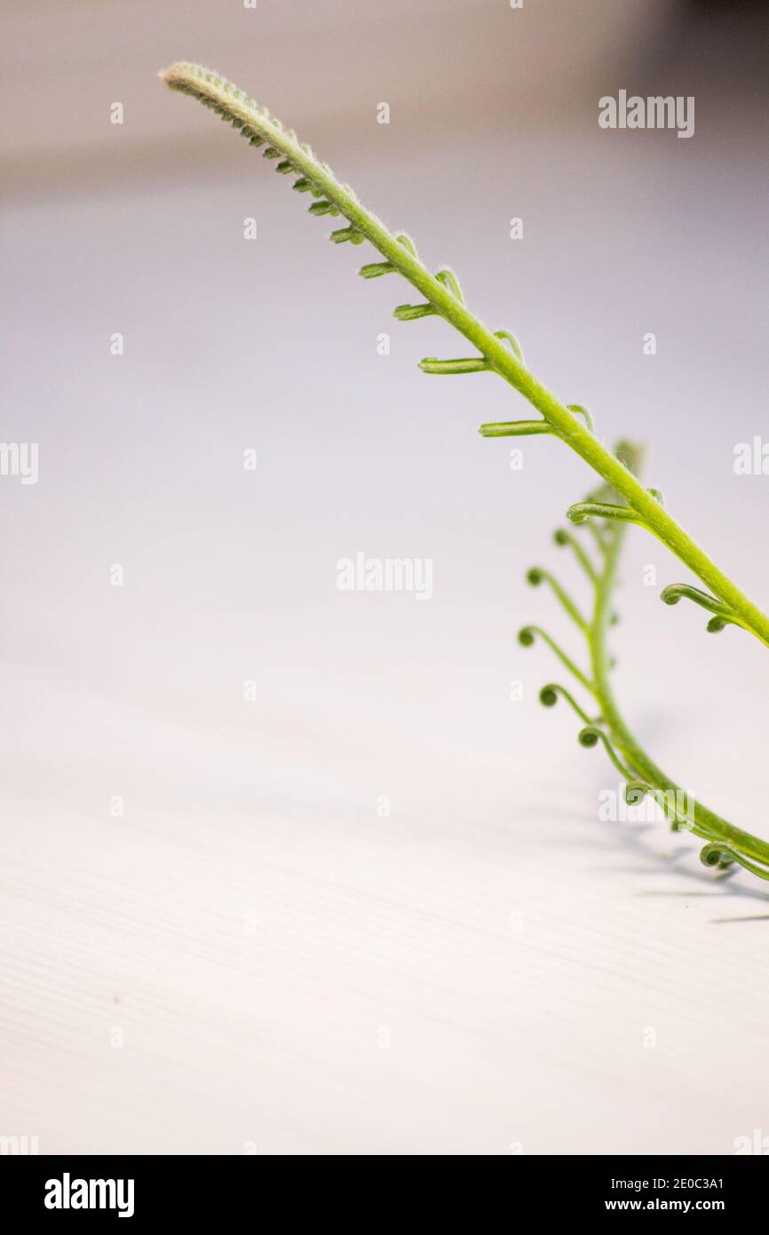 Tropical sago palm leaf. Curly buds of a cycad Japanese sago palm Stock ...