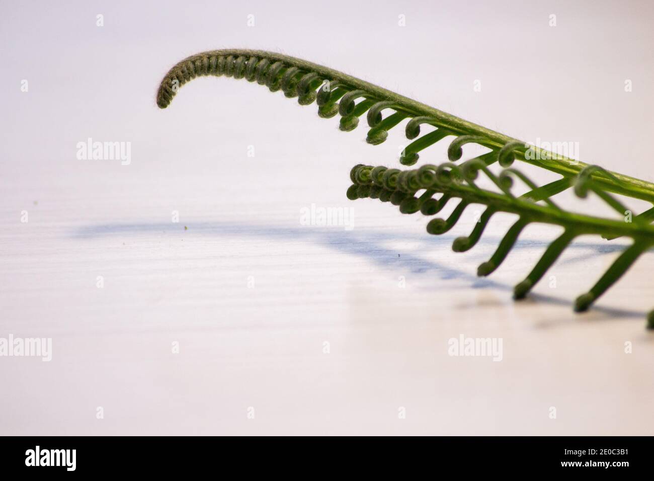Tropical sago palm leaf. Curly buds of a cycad Japanese sago palm Stock ...