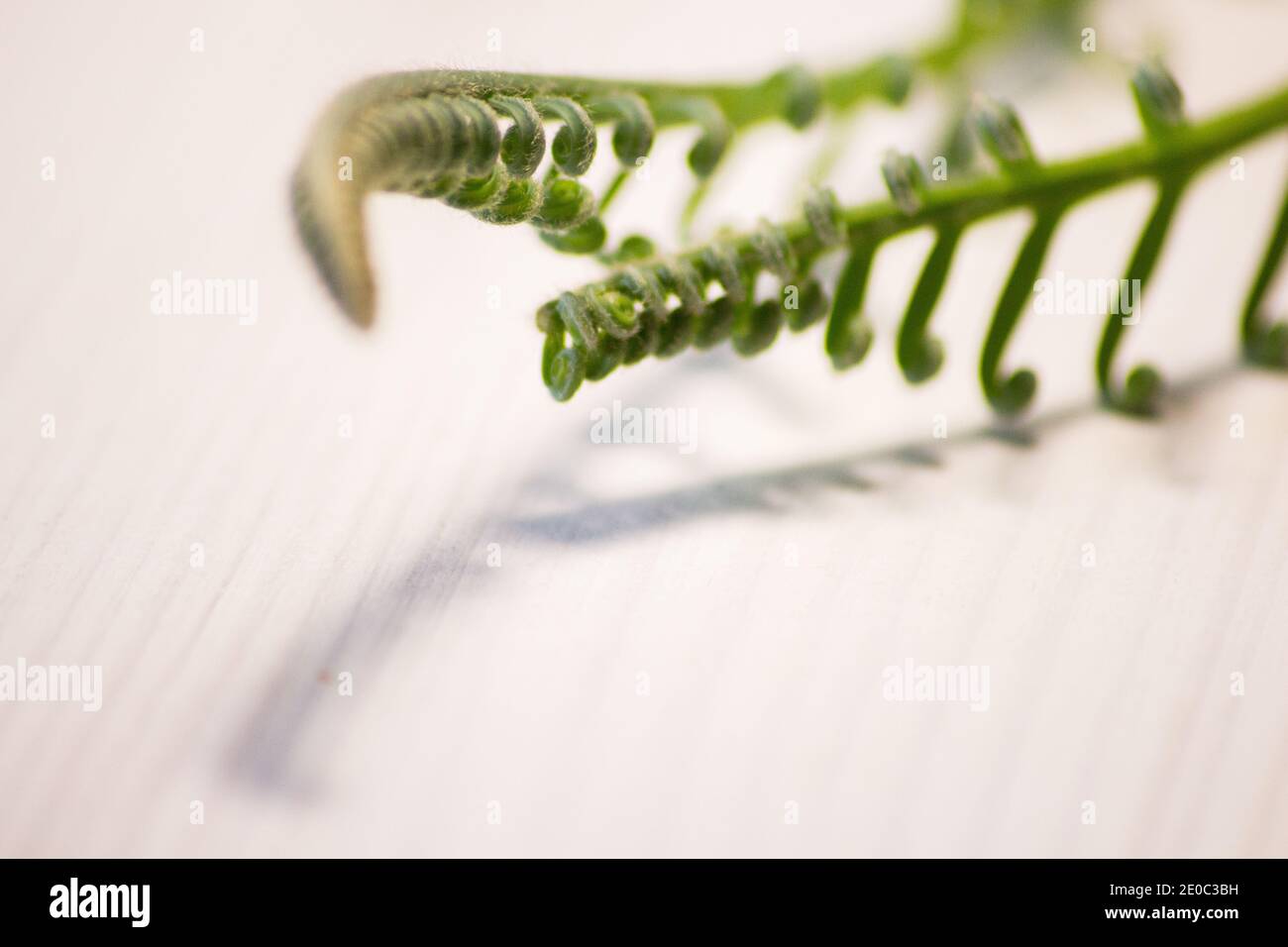Tropical sago palm leaf. Curly buds of a cycad Japanese sago palm Stock ...