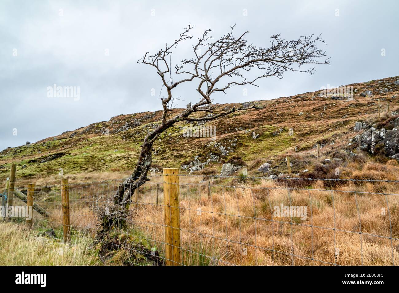 Old completely dry tree hi-res stock photography and images - Alamy