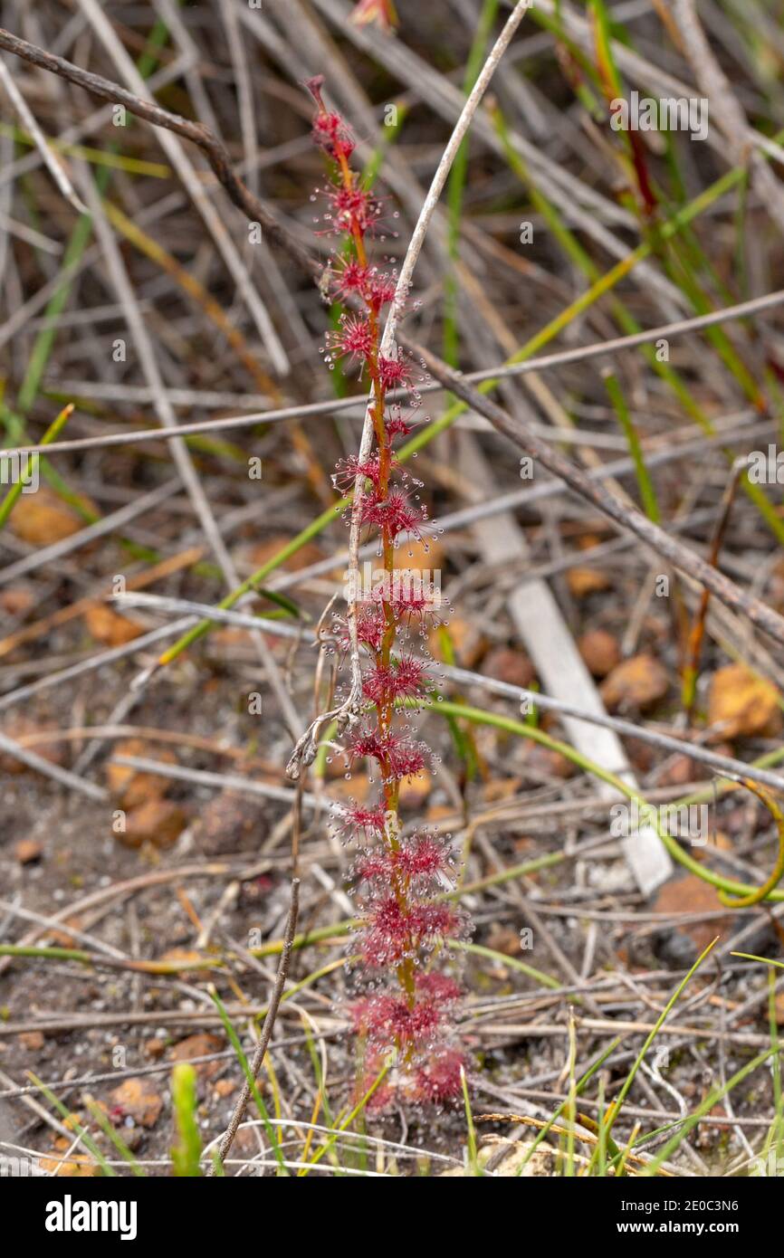 Sundew family hi-res stock photography and images - Alamy