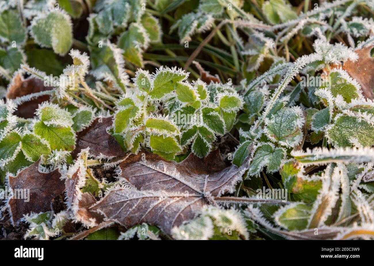 First frost is covering the plants in nature Stock Photo - Alamy