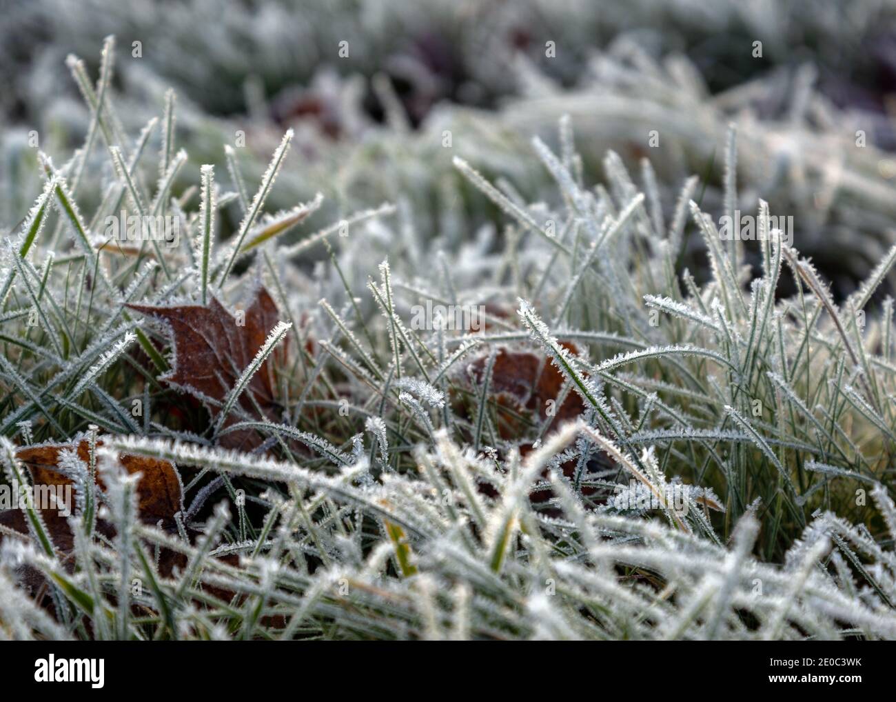 First frost is covering the plants in nature Stock Photo - Alamy