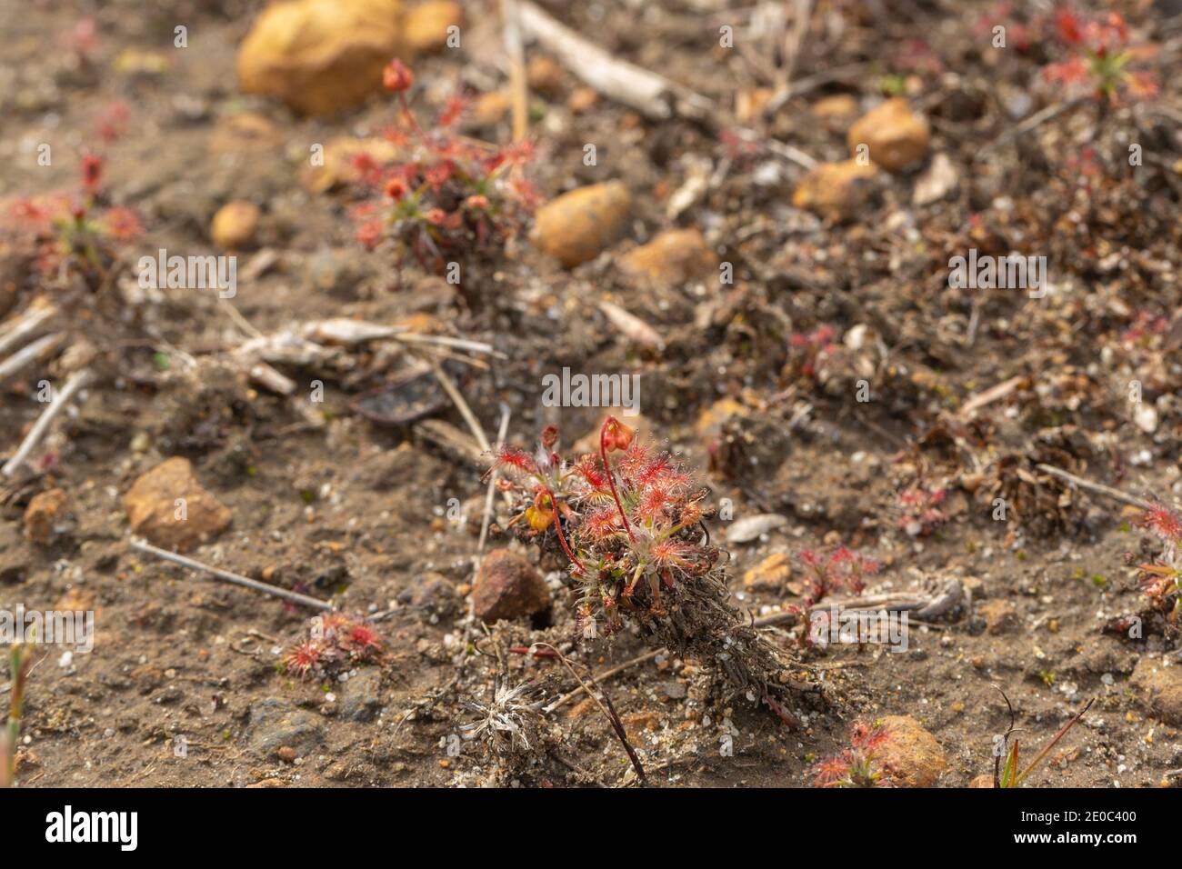 Drosera verrucata hi-res stock photography and images - Alamy